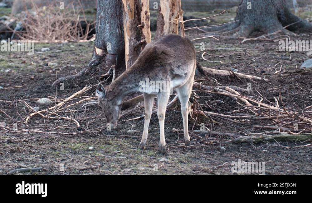A fawn grooming and scratching itself as it grazes in the shrubland ...