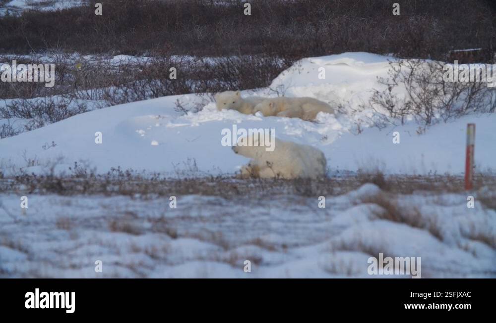 Family of polar bears waking up from a daytime nap in shallow snow pit ...