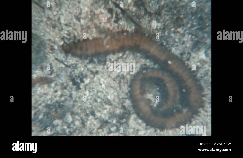 1960s: bottom feeders attached to dead earthworm floating in water ...