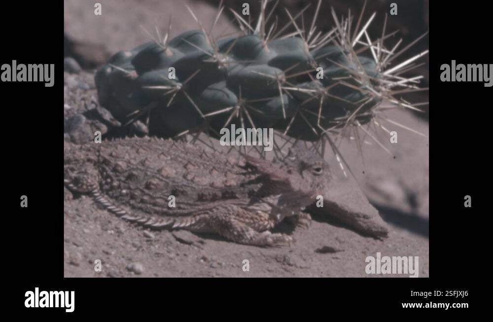 1960s: Horned lizard lays beside a cactus. Horned lizard lays still ...