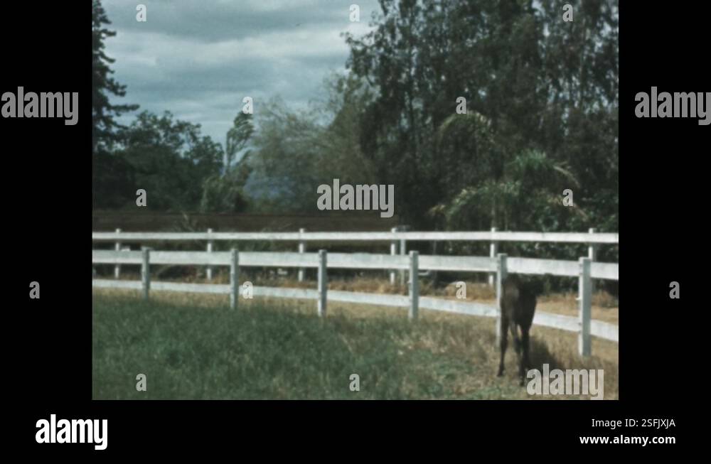 1950s: A young black colt runs along the fence of its pen. Colt wanders ...