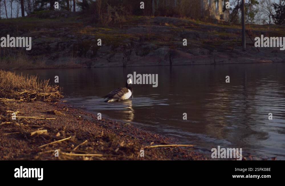 Snow goose sunset Stock Videos & Footage - HD and 4K Video Clips - Alamy