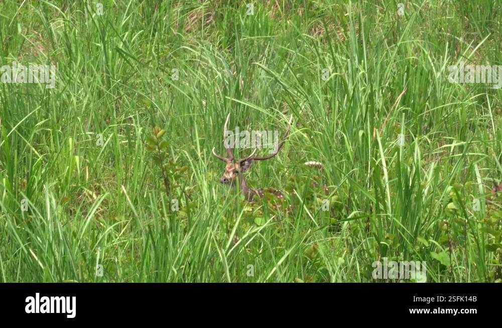 A high angle view of a spotted deer or chital on high alert in the tall ...