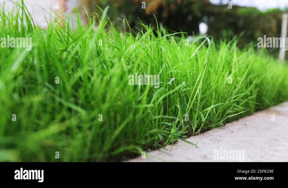 Close-up side view of a green lush lawn and blind area near house ...