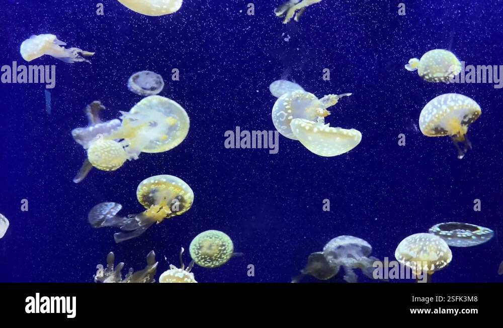 a large group of yellow jellyfish swimming together under the water ...