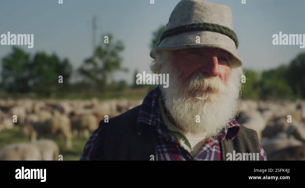 Senior shepherd is gathering and leading flock of sheep and goats on ...