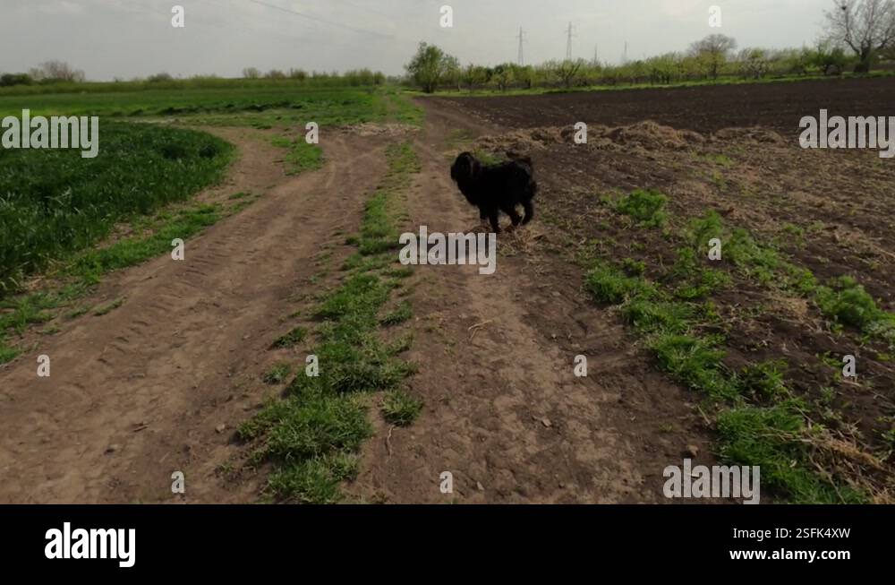 Barking road Stock Videos & Footage - HD and 4K Video Clips - Alamy
