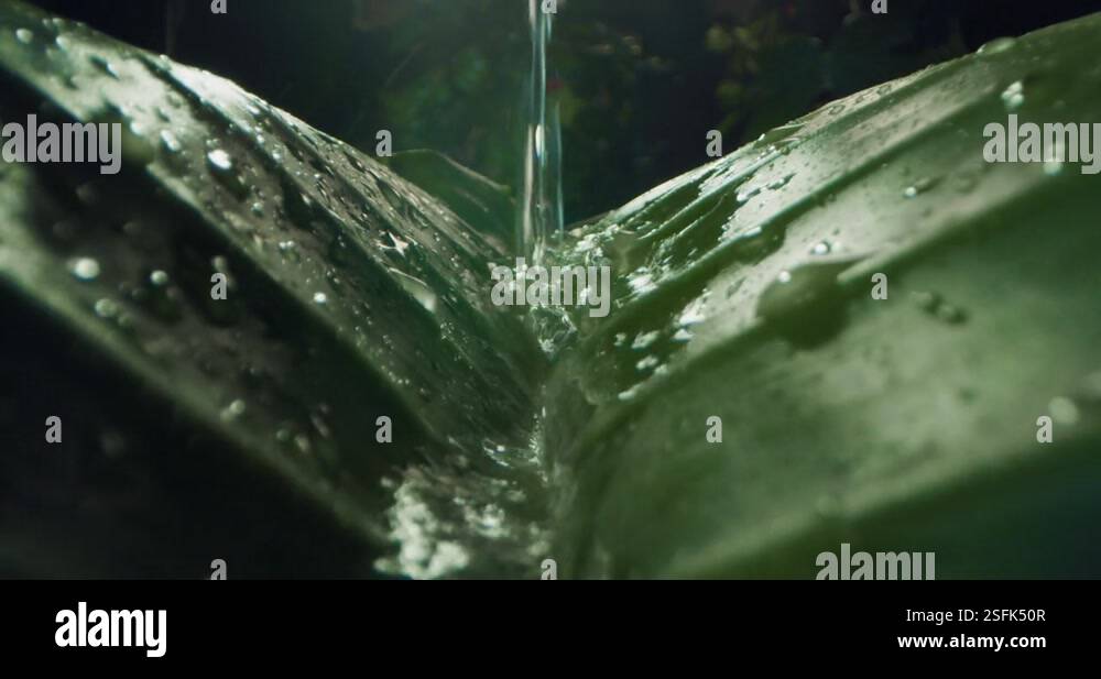 Macro of exotic leaf with falling drops while raining on rainforest ...