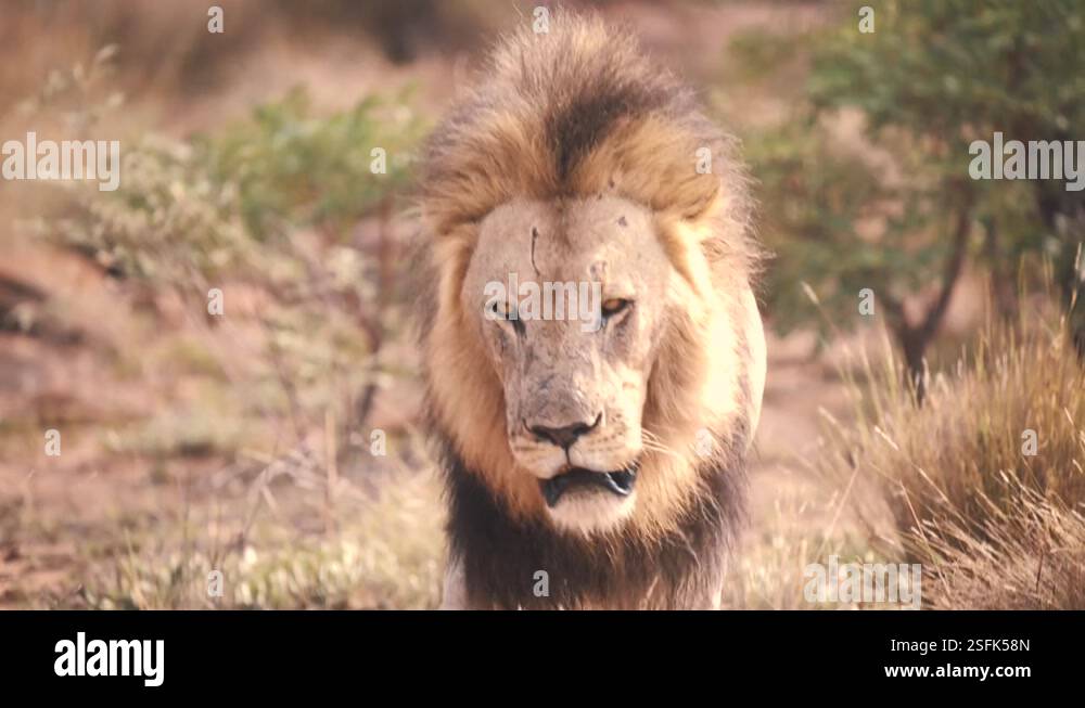 Grisly lion with scar on forehead walking slowly in african savannah ...
