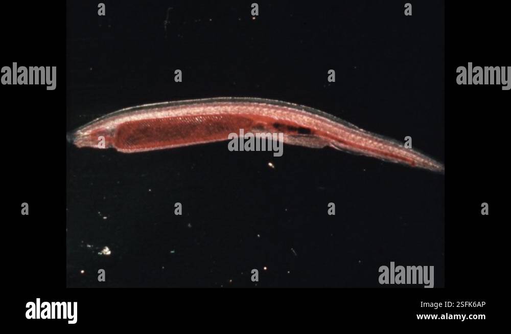 1960s: Lines encircle body parts of photograph of amphioxus. Eggs sit ...