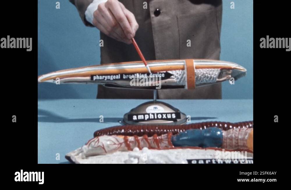 Worm model Stock Videos & Footage - HD and 4K Video Clips - Alamy