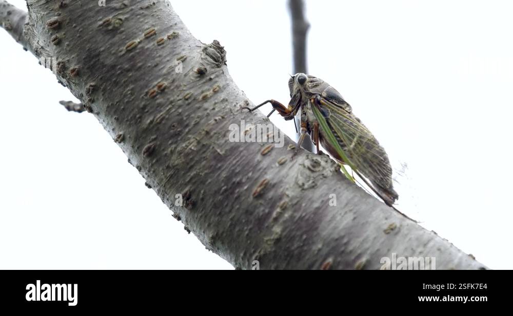4K Video footage of the cicadas buzzing hard Stock Video Footage - Alamy