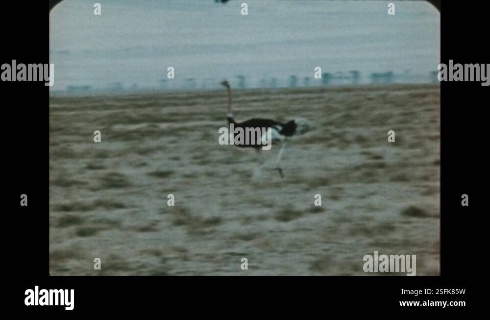 1960s: Ostrich runs across field. Ostriches dig in and pick at dirt ...