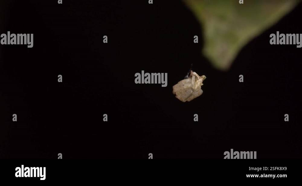 White Jumping spider hanging from a thread in ambush activates up as a ...