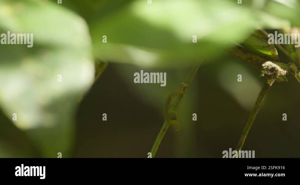 Geometer moth caterpillar moves under the cover of the leaves to stay ...