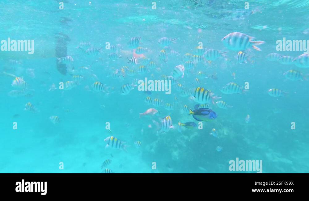 Point of view of diver reaching with hand for tropical fish in sea ...