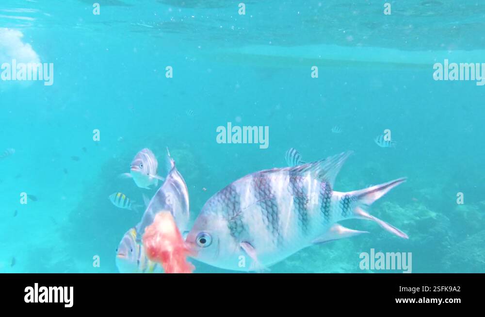 Tropical fish taking bites from floating piece of watermelon in sea ...