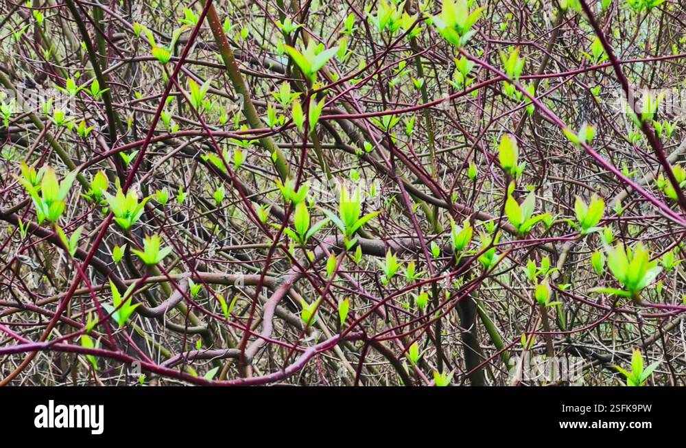 Small twigs with newly appeared green leaves sway in the wind in the ...