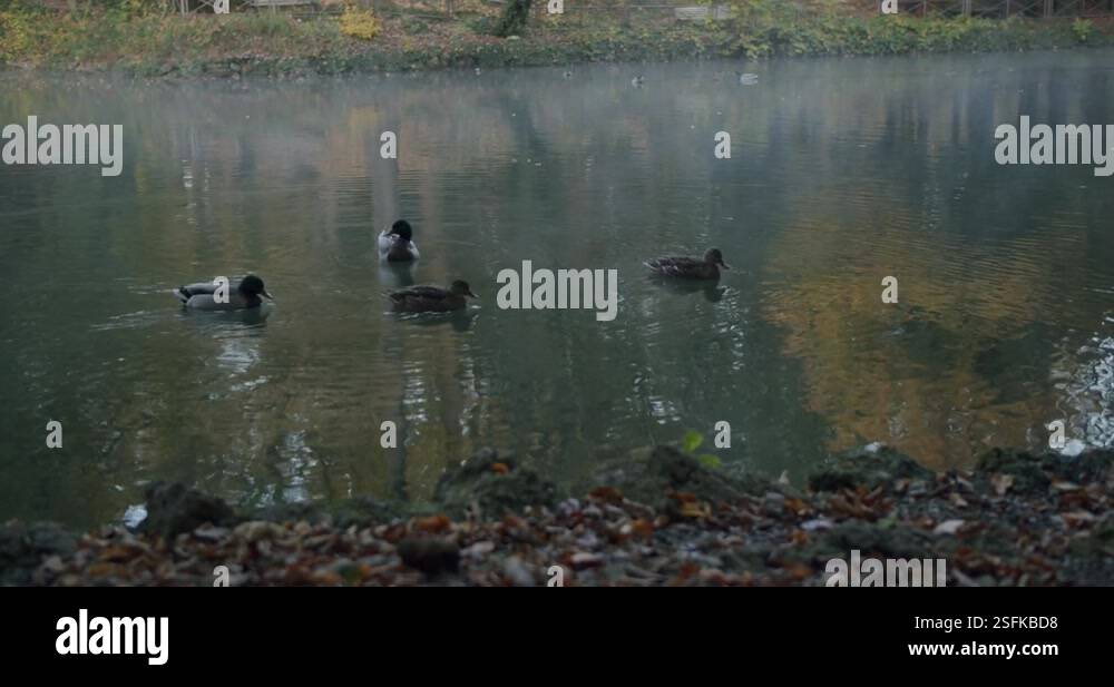 Four ducks swim in the Lambro river in the Park of Monza in Italy ...
