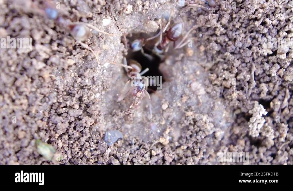 European Ants building colony and nest in ground, closeup macro view ...