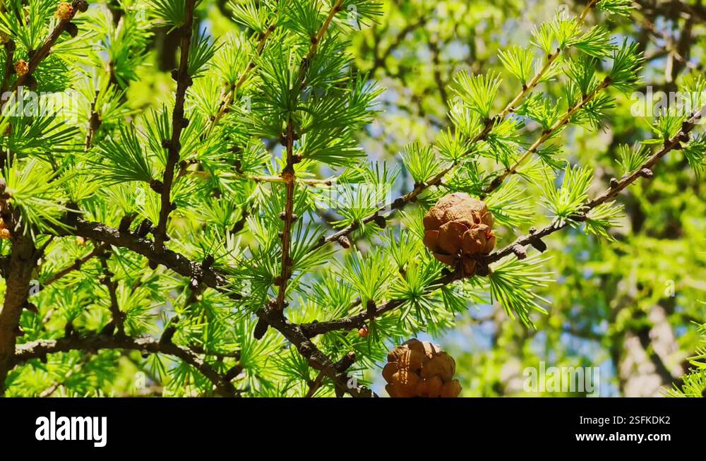 Close up footage of branches of larch trees at first days of summer in ...