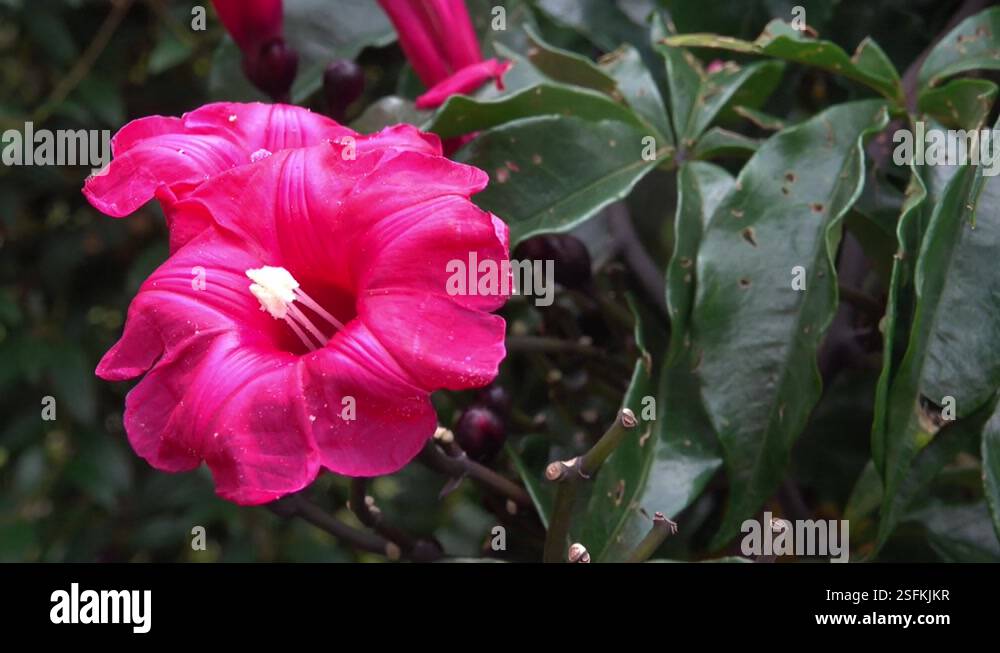 Ants are crawling over a Cardinal Creeper with crimson flowers in full ...