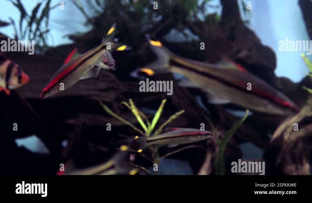 Fish Colony swimming underwater Stock Video Footage - Alamy