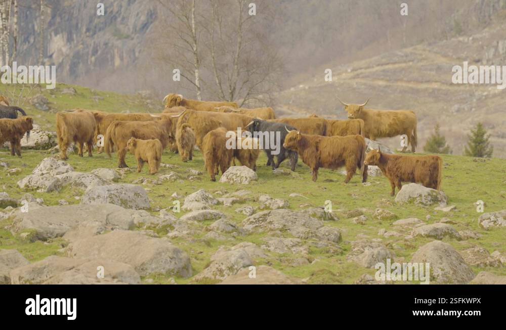 Breed of mountain cow known for adaptability in poor grazed pastures ...