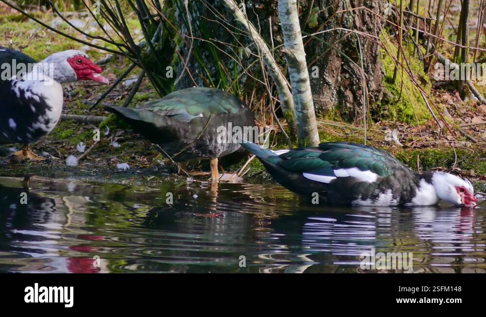 Caruncle Stock Videos & Footage - HD and 4K Video Clips - Alamy