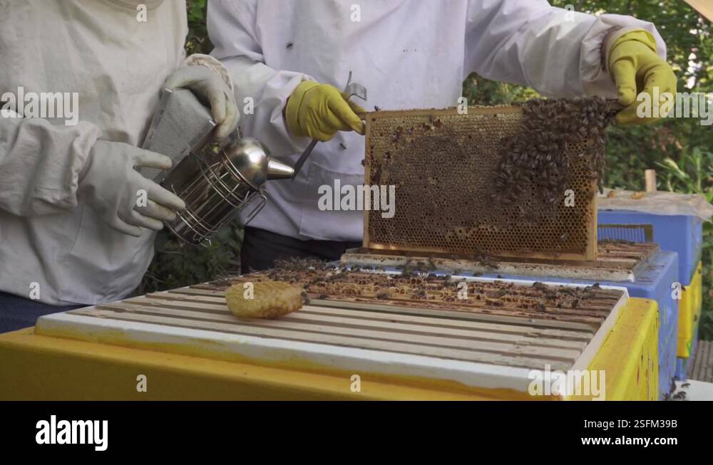 An apiarists Stock Videos & Footage - HD and 4K Video Clips - Alamy