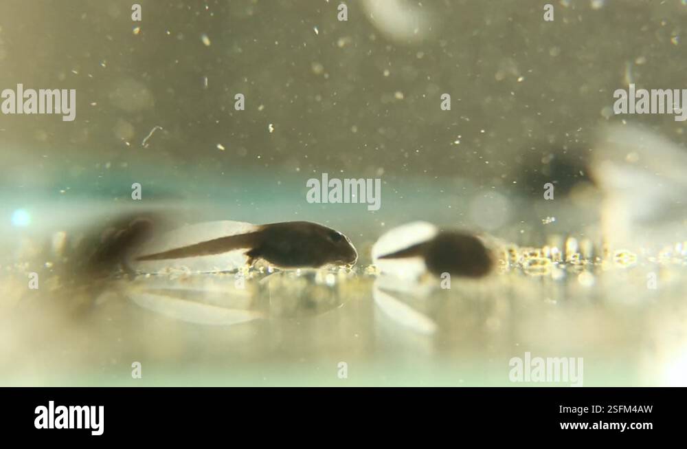 Asmr. Tadpoles swim in the water. Side view from under the water Stock Video Footage - Alamy