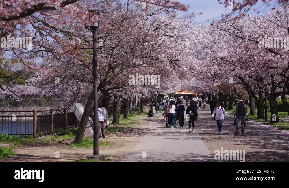 People enjoying sakura hanami event at Osaka castle path, Pan to the ...