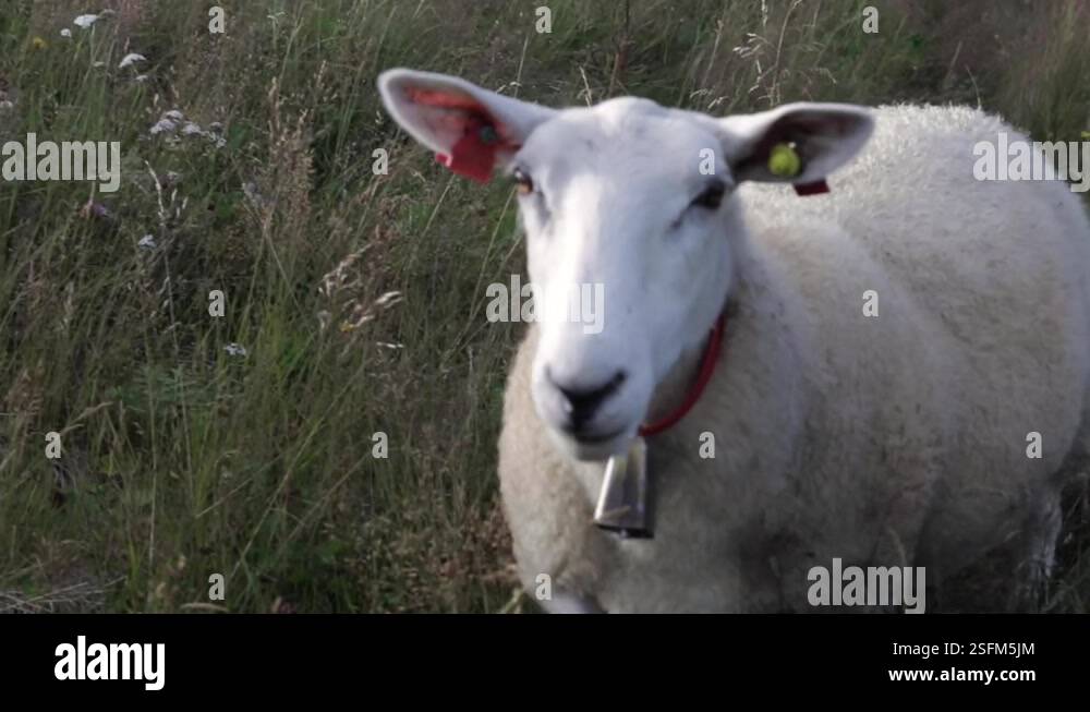 Sheep with bell Stock Videos & Footage - HD and 4K Video Clips - Alamy
