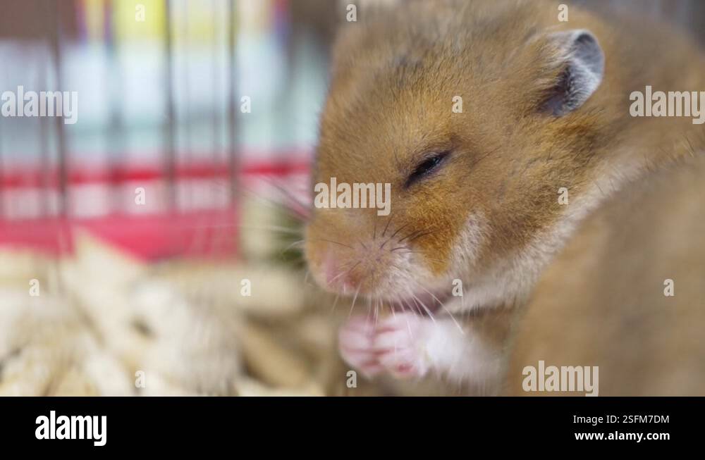 a large red hamster eats a seed in a cage. feed and vitamins for rodents Stock Video Footage - Alamy