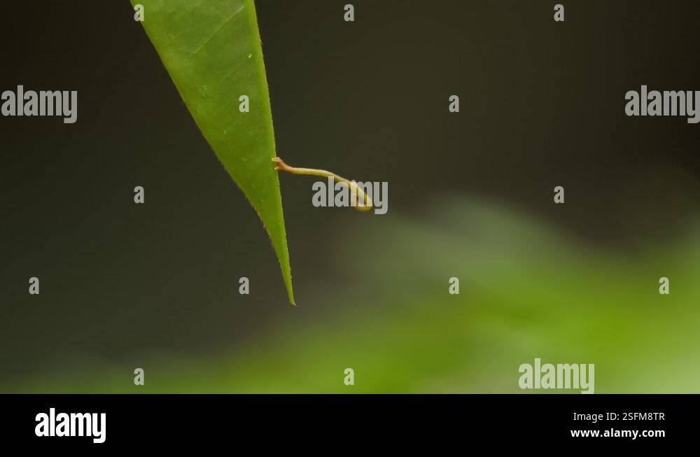 Inchworm larvae geometer moth Stock Videos & Footage - HD and 4K Video ...
