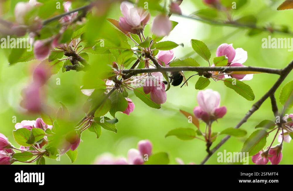 Close up shot of a busy bumblebee pollinate magnolia flowers in the ...
