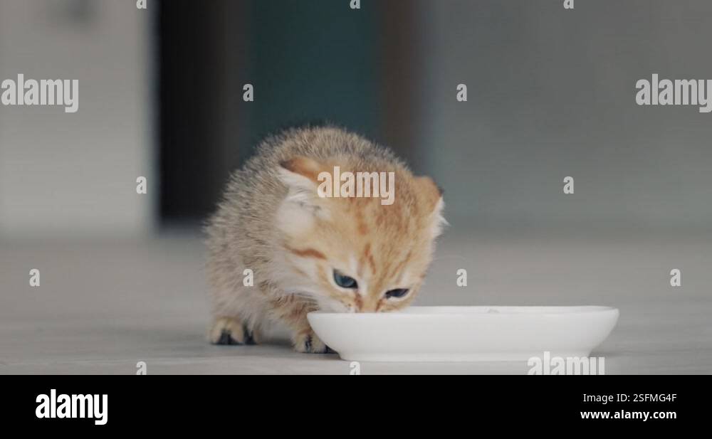 Hungry kitten runs to the food bowl and starts to eat Stock Video ...