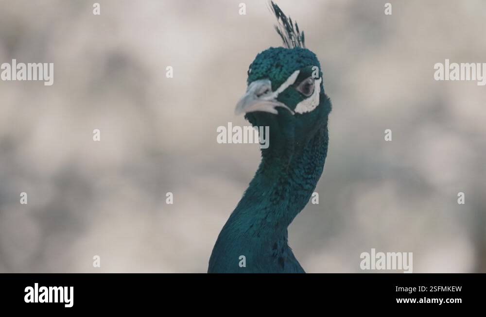 Neck crest Stock Videos & Footage - HD and 4K Video Clips - Alamy