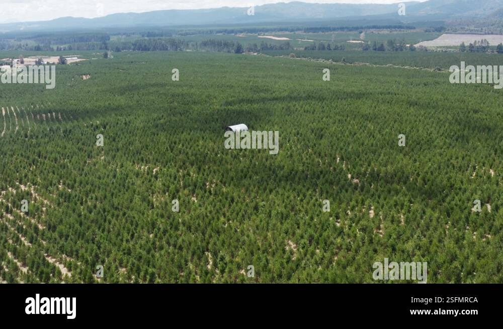 Large pine tree plantation with steel shed in middle, aerial Stock ...