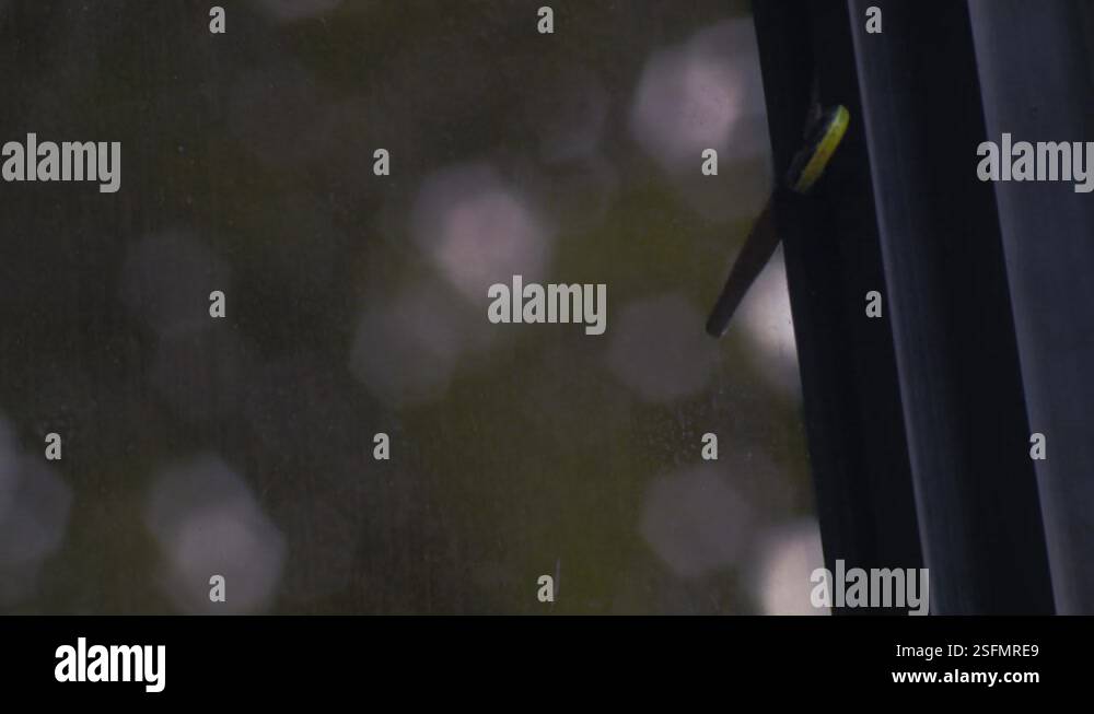 A curious bronze back tree-snake slithers on top of a window on a ...