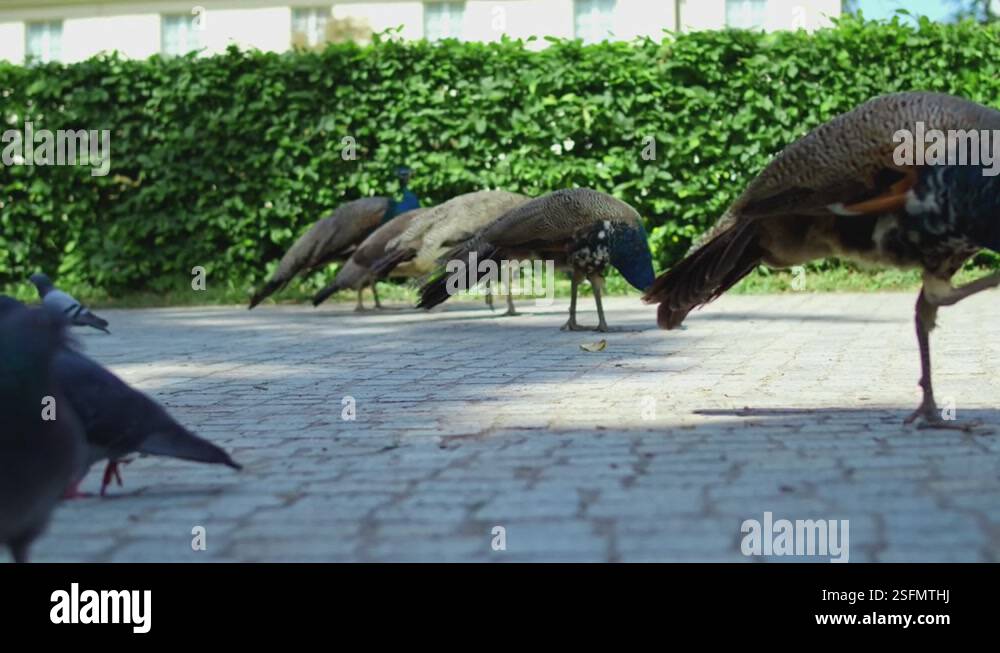 Peacock walking in the park. Wild Colorful peacocks, in park in Warsaw Stock Video Footage - Alamy