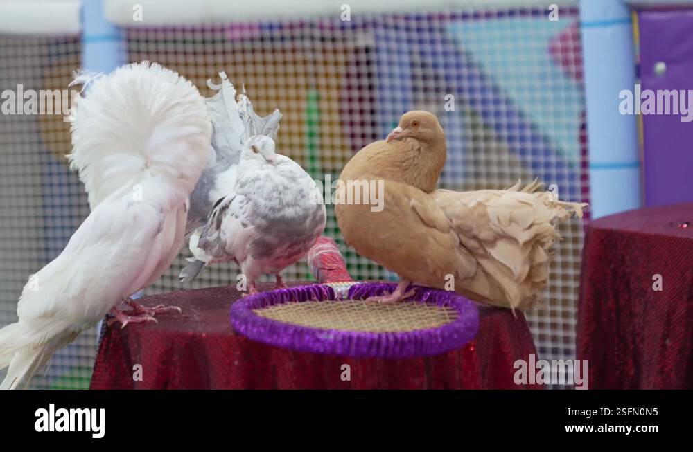 Trained birds Stock Videos & Footage - HD and 4K Video Clips - Alamy