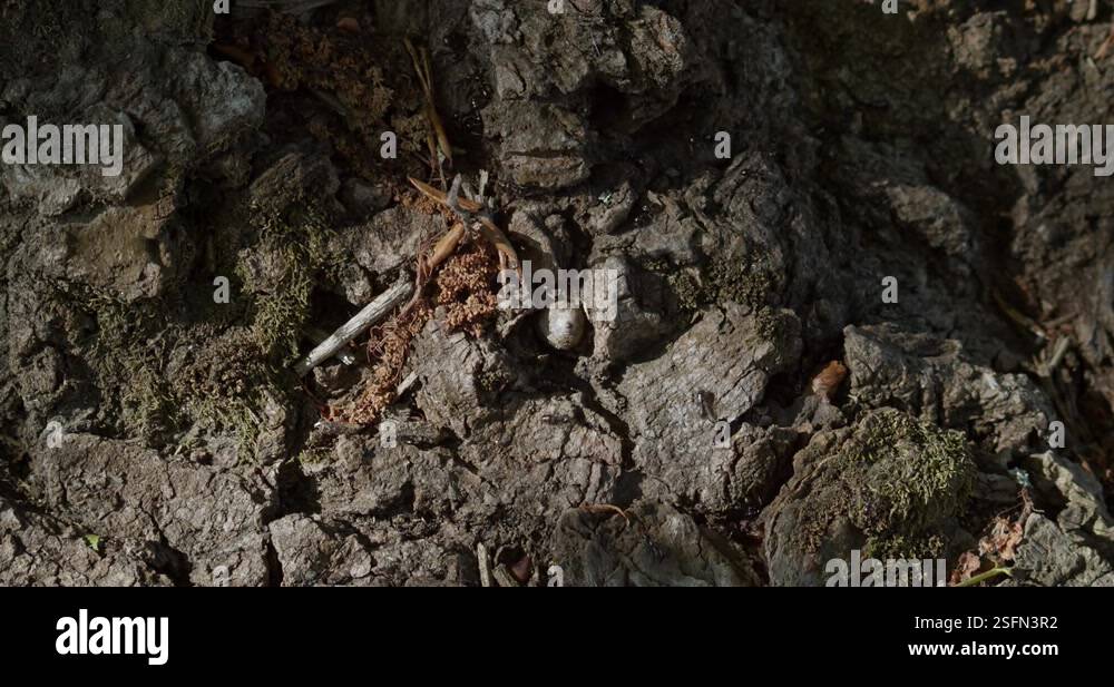 Ants looking for food on the trunk of an old tree. Macro detail, like ...