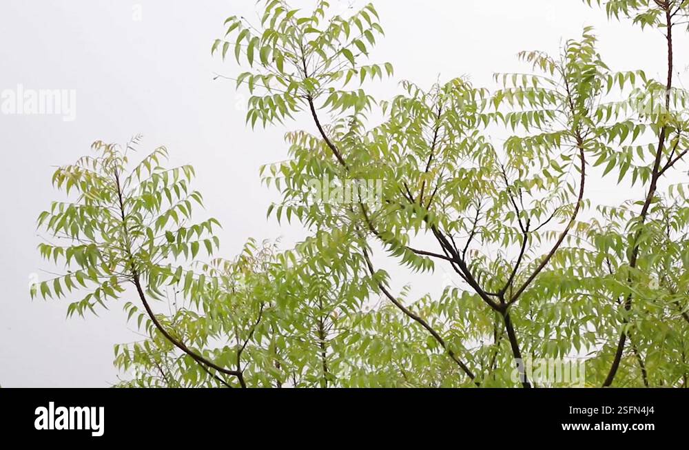 Indian neem tree Stock Videos & Footage - HD and 4K Video Clips - Alamy