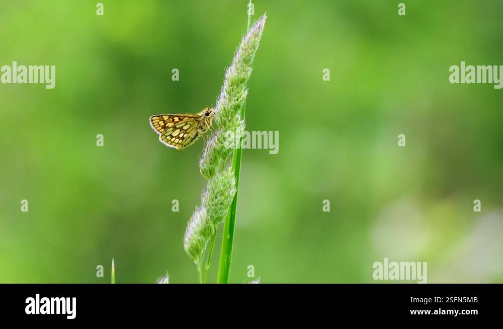Chequered Skipper Resting on a Grass Stem. Finshade Wood Reintroduction ...
