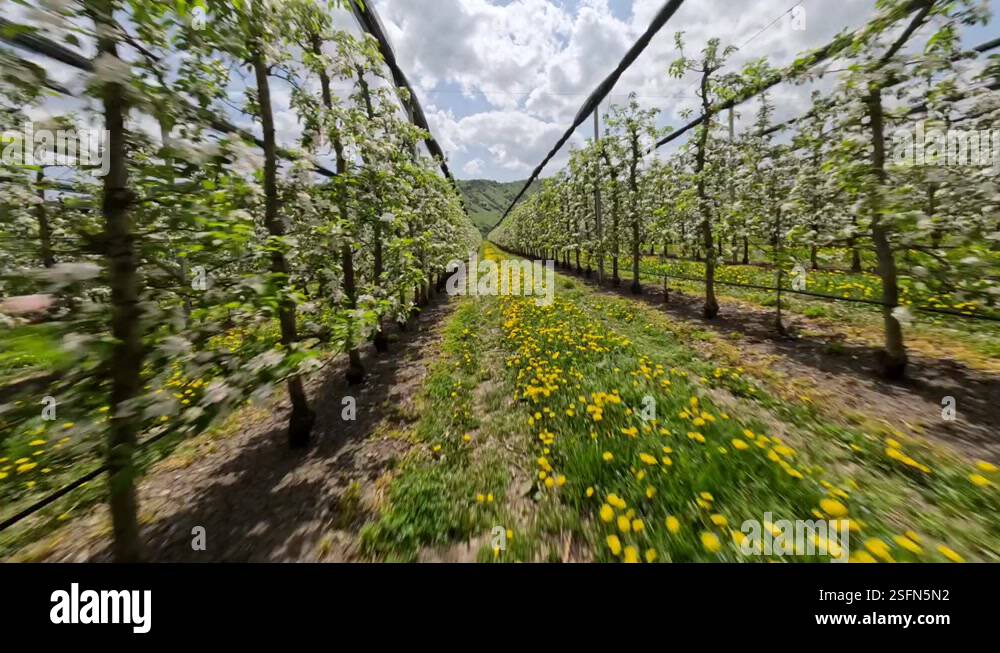 FPV sports drone follow man speed running at apple farm between plant ...