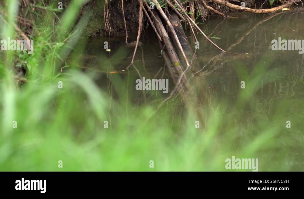 Asian Water Monitor Lizard Swimming In The Freshwater Lake. - tracking ...