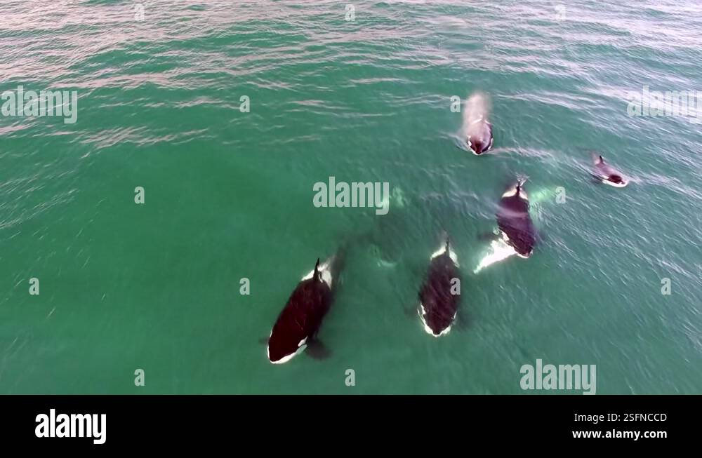 Awe drone aerial video of school of Orca killer whale killing on ...