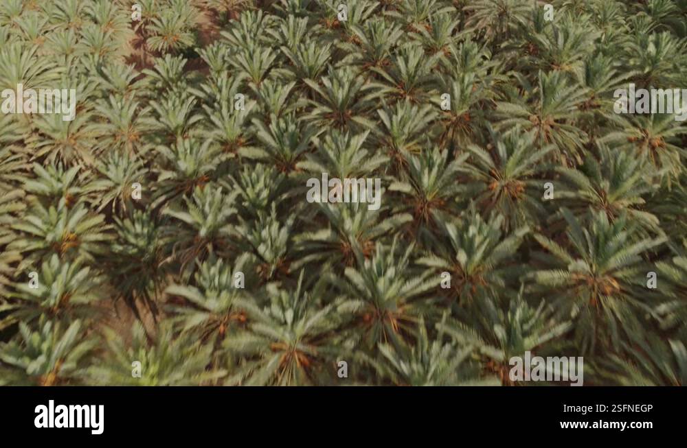 Top down aerial, across palms. Reveal of mountain and desert. 4K. Saudi ...