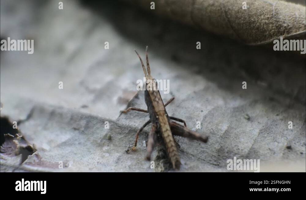 macro clips of a grasshopper on a leaf. Natural backgrounds. close-up ...